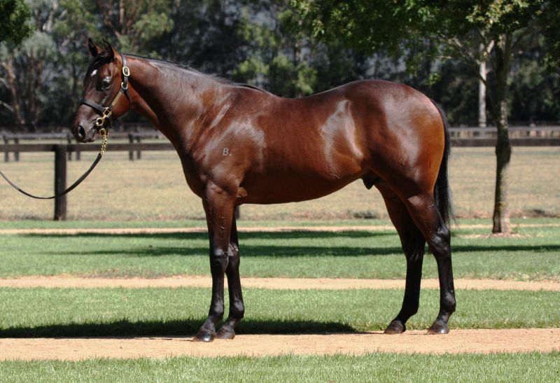 Massive Pocket Thoroughbred Horse Profile - Next Race, Form, Stats ...