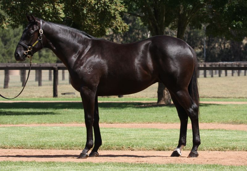 Prized Icon Thoroughbred Horse Profile - Next Race, Form, Stats, News ...