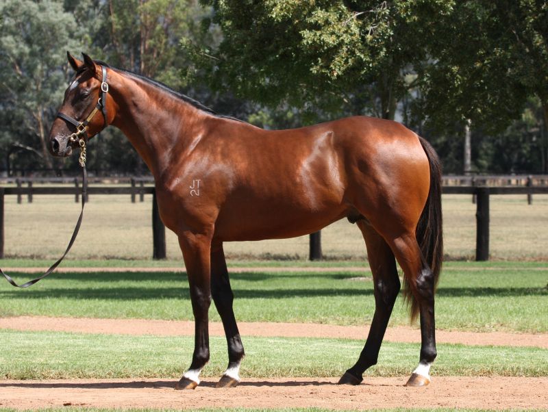 Wu Gok Thoroughbred Horse Profile - Next Race, Form, Stats, News ...