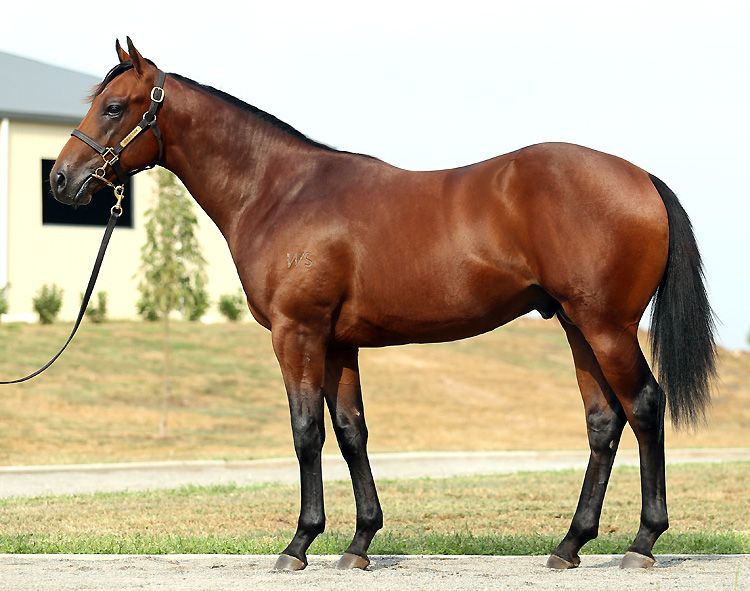 Dances With Dragon Thoroughbred Horse Profile - Next Race, Form, Stats ...