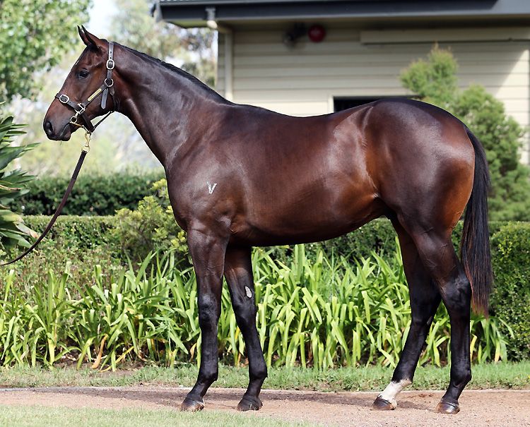 Cosmic Engine Thoroughbred Horse Profile - Next Race, Form, Stats, News ...