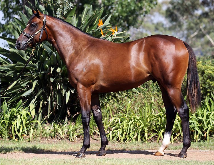 Russian Revolution Thoroughbred Horse Profile - Next Race, Form, Stats ...