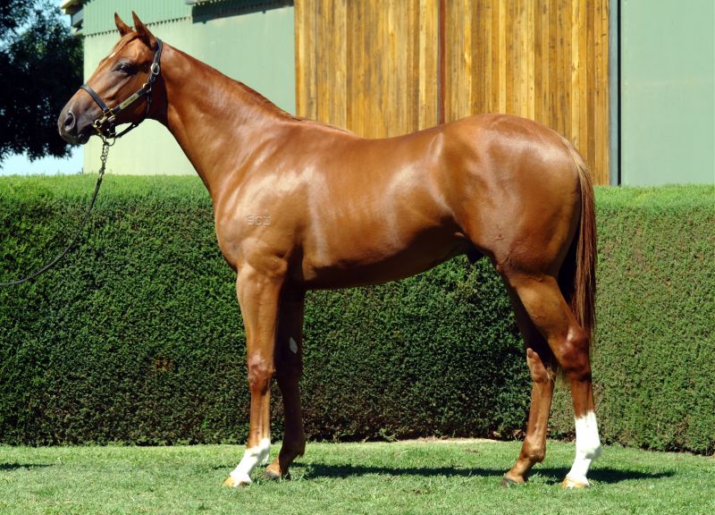 Gitan Thoroughbred Horse Profile - Next Race, Form, Stats, News ...