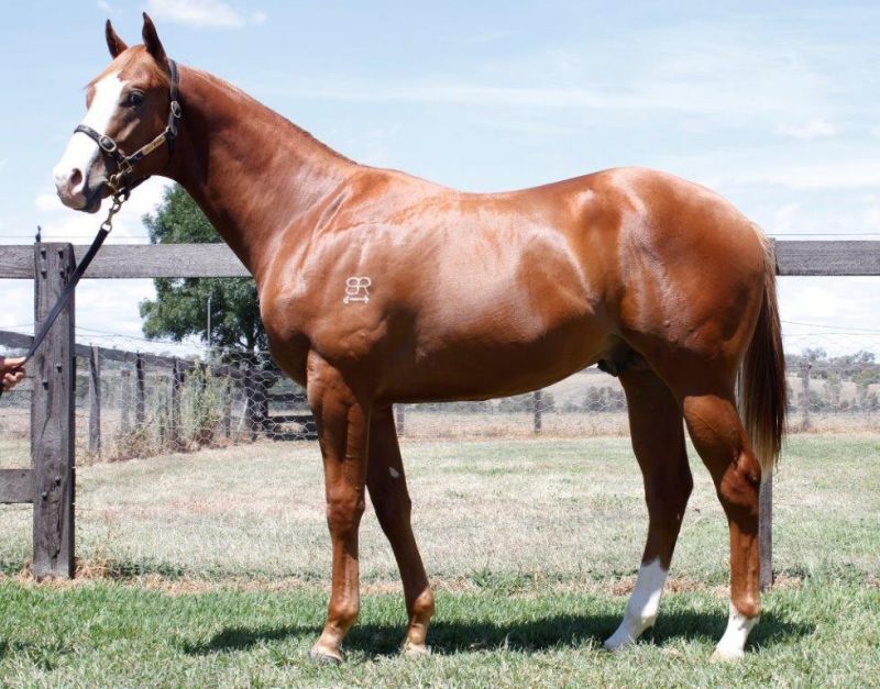 Nasdex Thoroughbred Horse Profile - Next Race, Form, Stats, News ...