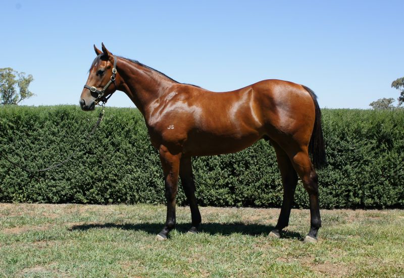 D'great Effort Thoroughbred Horse Profile - Next Race, Form, Stats ...