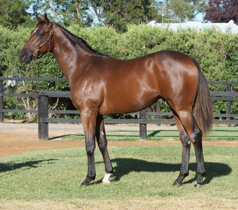 Trogir Thoroughbred Horse Profile - Next Race, Form, Stats, News ...
