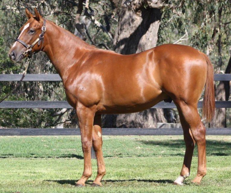 Southern Glory Thoroughbred Horse Profile - Next Race, Form, Stats ...