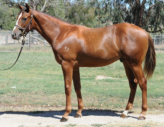 Diplomac Jack Thoroughbred Horse Profile - Next Race, Form, Stats, News ...