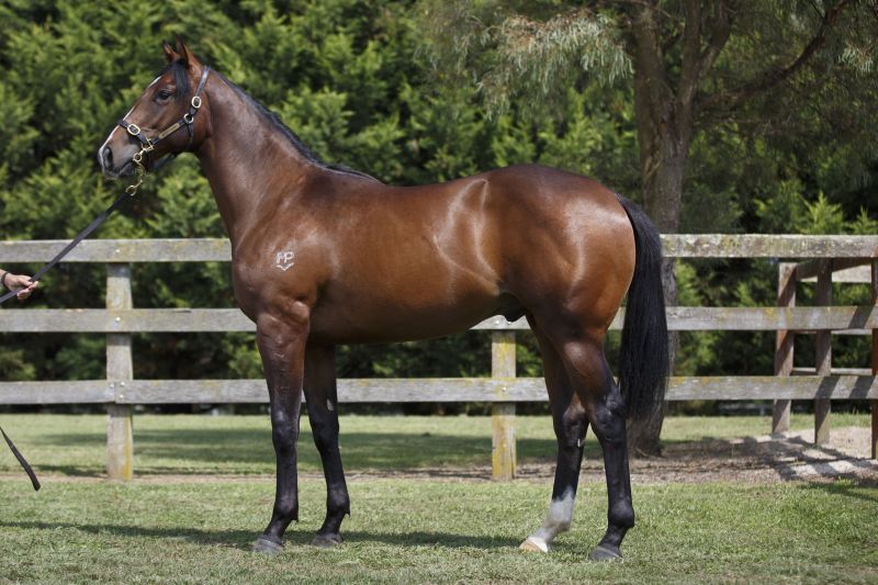 Baton Rouge Thoroughbred Horse Profile - Next Race, Form, Stats, News ...