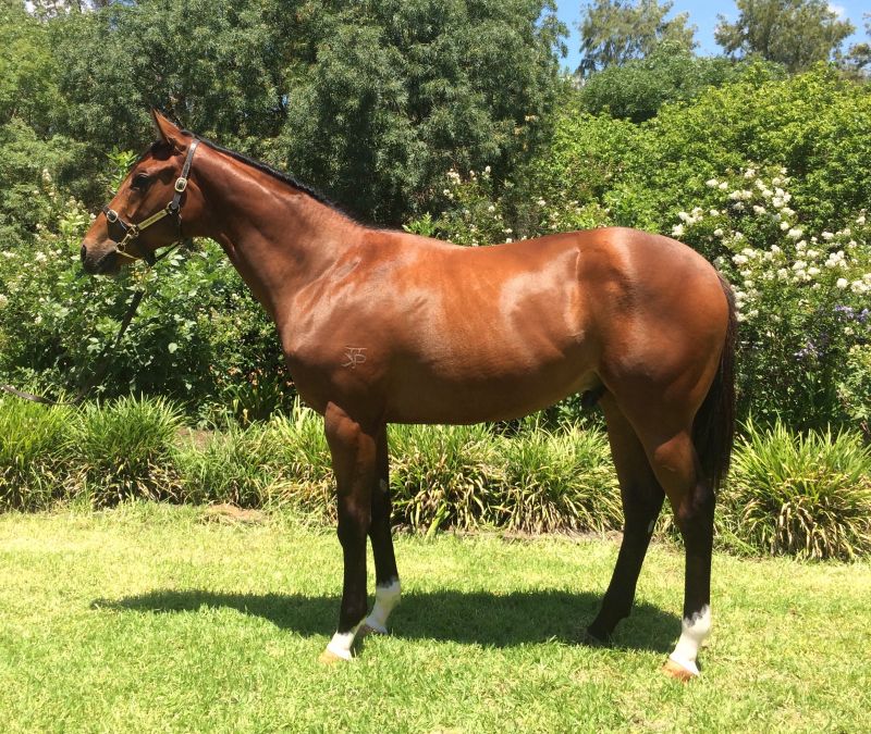 Winking Star Thoroughbred Horse Profile - Next Race, Form, Stats, News ...