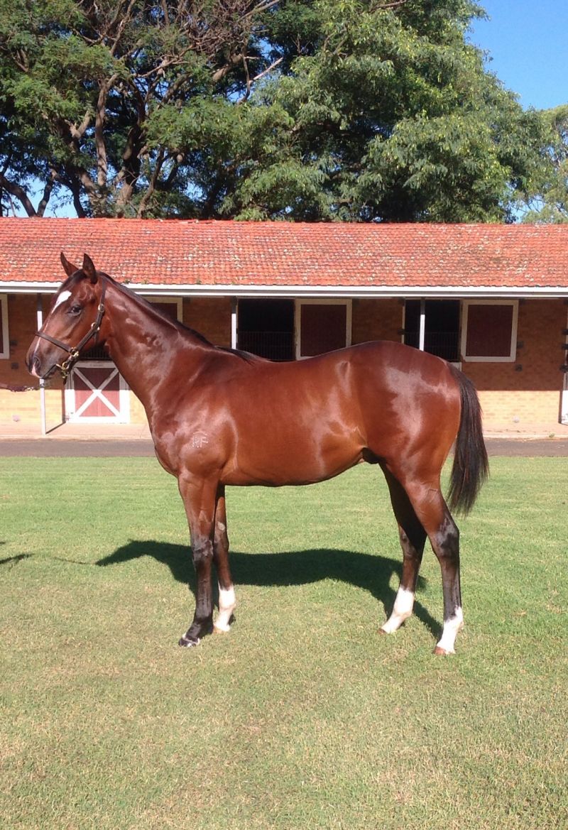 Healthy Luck Thoroughbred Horse Profile - Next Race, Form, Stats, News ...