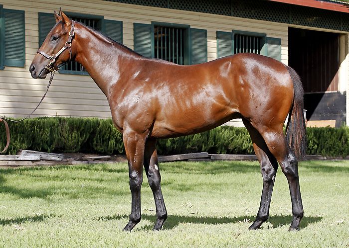 Akasaki Thoroughbred Horse Profile - Next Race, Form, Stats, News ...