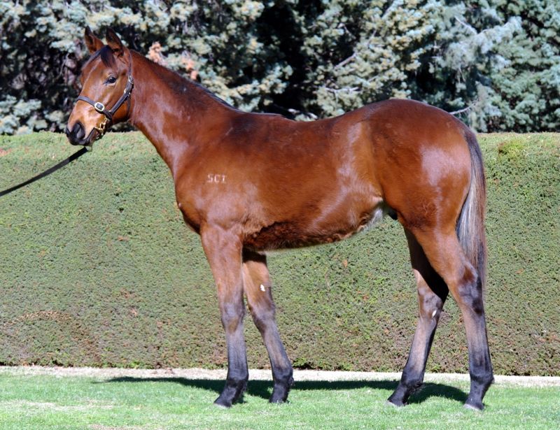 Boston Blues Thoroughbred Horse Profile - Next Race, Form, Stats, News ...