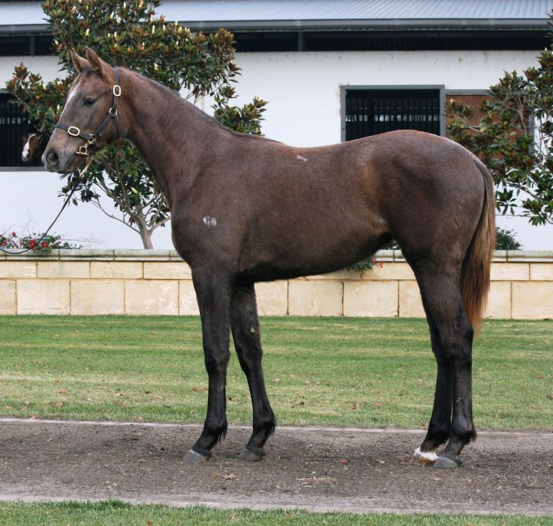 Perfectly Posh Thoroughbred Horse Profile - Next Race, Form, Stats ...