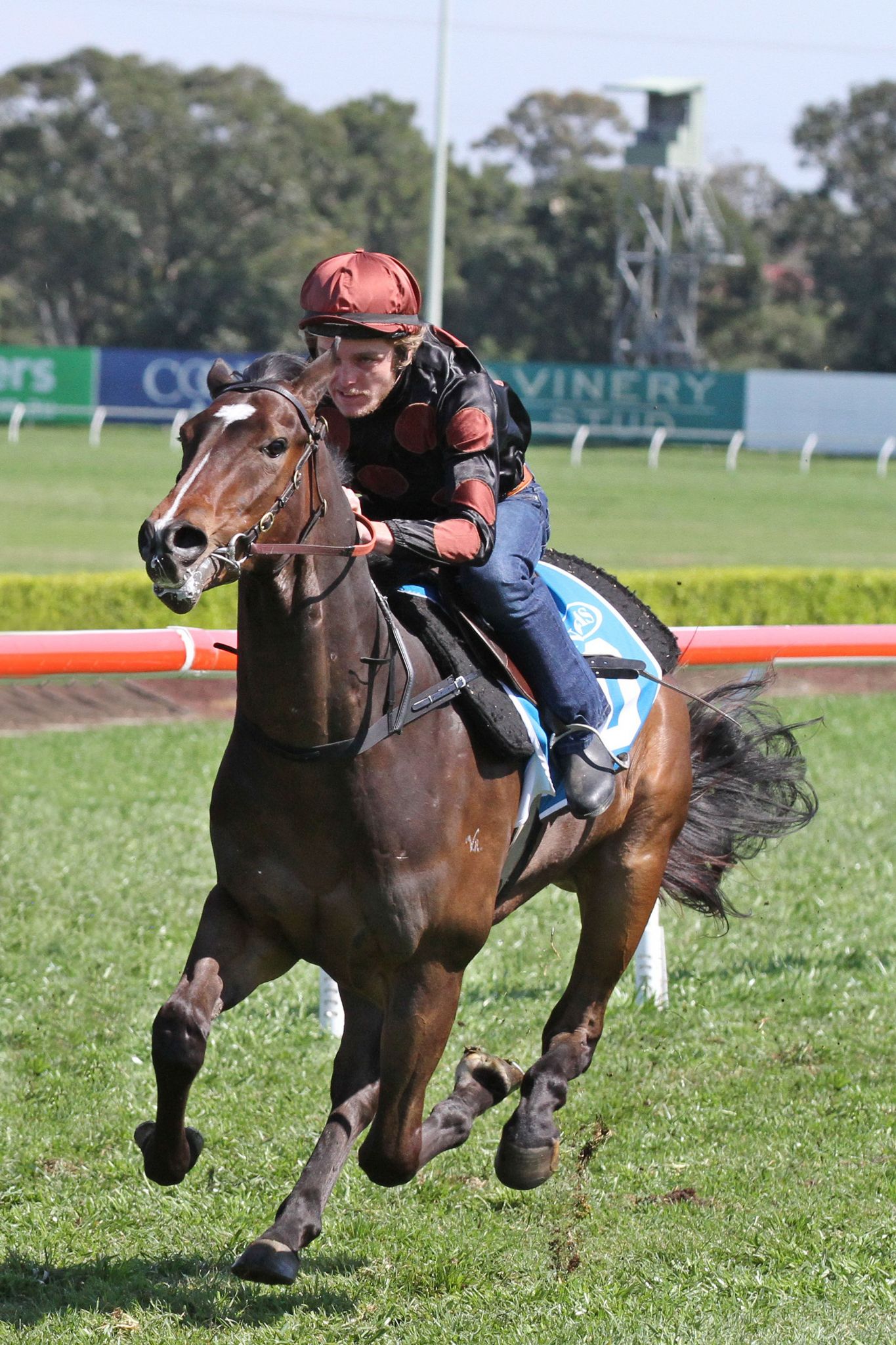 Lonhro Gold Thoroughbred Horse Profile - Next Race, Form, Stats, News ...