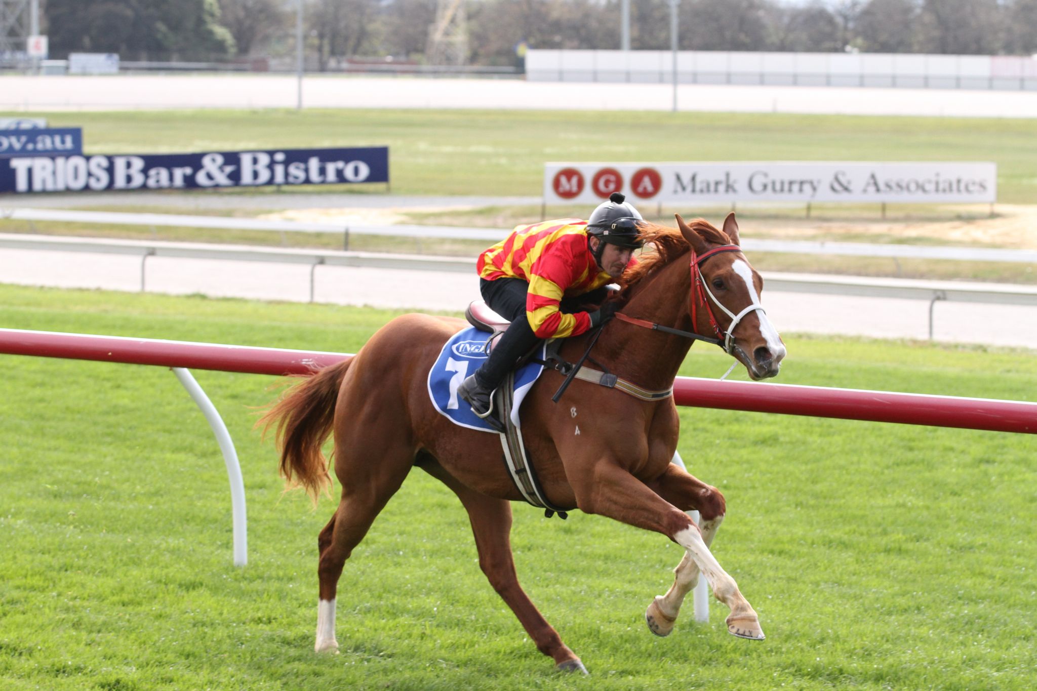 Handsome Bo Bo Thoroughbred Horse Profile - Next Race, Form, Stats ...