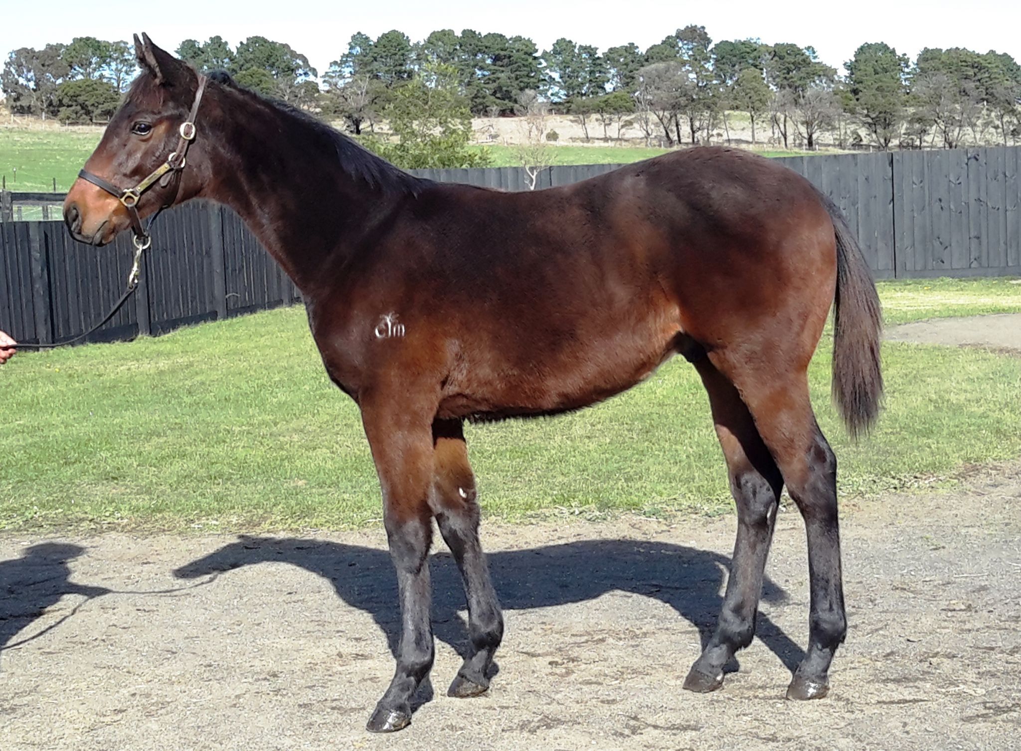 Sweet Pierre Thoroughbred Horse Profile - Next Race, Form, Stats, News ...