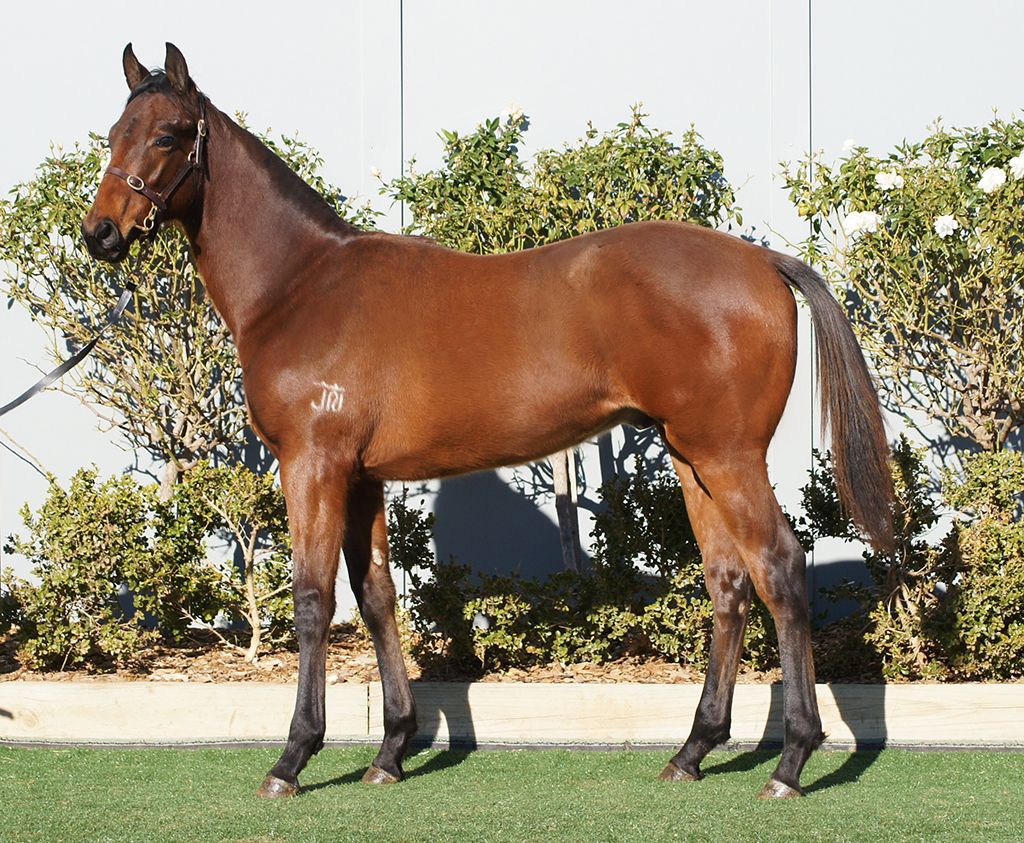 Catch The Tiger Thoroughbred Horse Profile - Next Race, Form, Stats ...