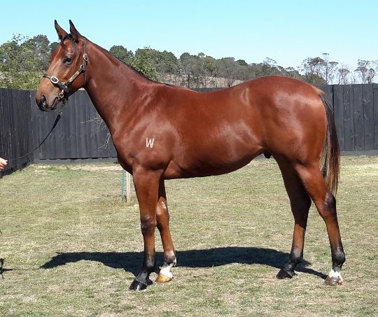 Super Speed Thoroughbred Horse Profile - Next Race, Form, Stats, News ...