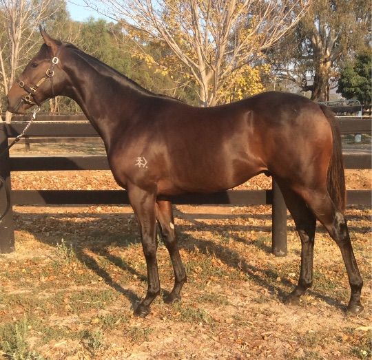 Shot Of Irish Thoroughbred Horse Profile - Next Race, Form, Stats, News ...