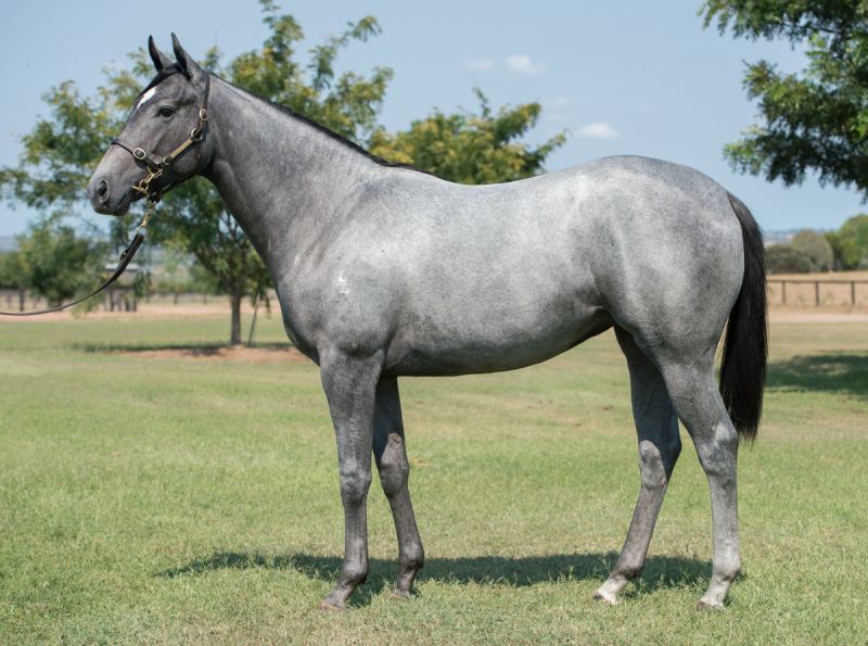 Something Silver Thoroughbred Horse Profile - Next Race, Form, Stats ...