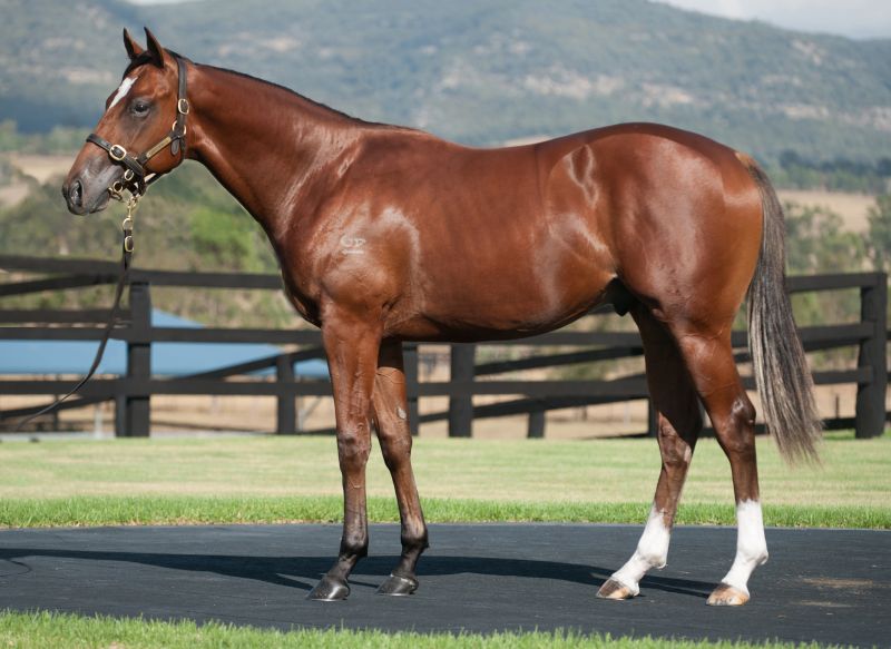 Frankel My Dear Thoroughbred Horse Profile - Next Race, Form, Stats ...