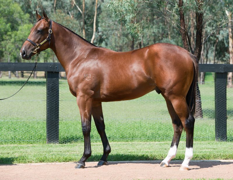 Fiano Romano Thoroughbred Horse Profile - Next Race, Form, Stats, News ...