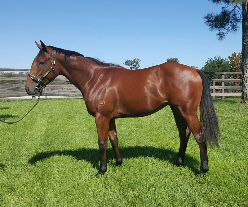 Over And Above Thoroughbred Horse Profile - Next Race, Form, Stats ...