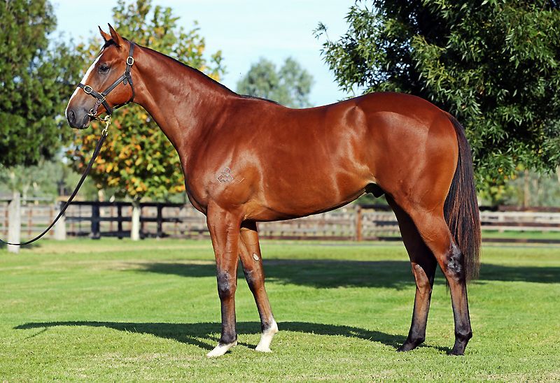 Pariah Thoroughbred Horse Profile - Next Race, Form, Stats, News ...