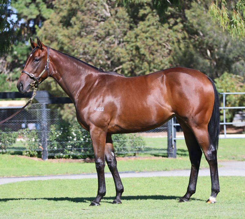 Booker Thoroughbred Horse Profile - Next Race, Form, Stats, News ...