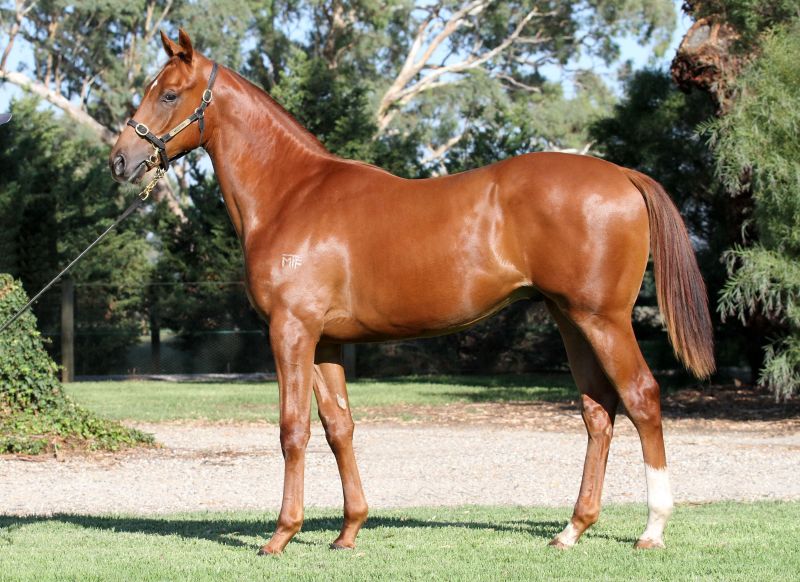 Zman Thoroughbred Horse Profile - Next Race, Form, Stats, News ...