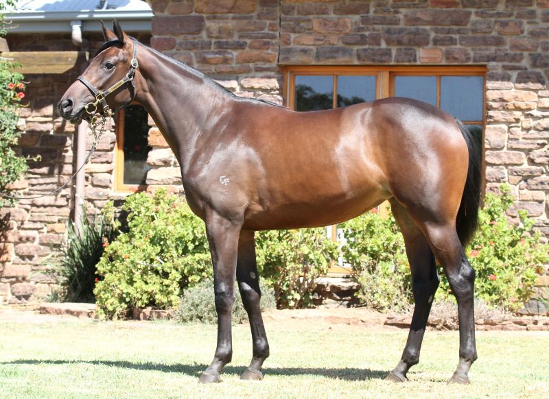 Rawdah Thoroughbred Horse Profile - Next Race, Form, Stats, News ...