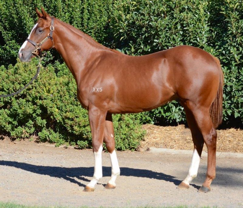 Handsome Bo Bo Thoroughbred Horse Profile - Next Race, Form, Stats ...