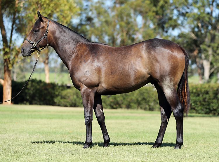 Azazel Thoroughbred Horse Profile - Next Race, Form, Stats, News ...