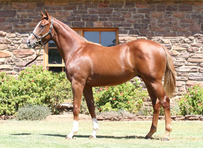 Ryan's Fender Thoroughbred Horse Profile - Next Race, Form, Stats, News ...