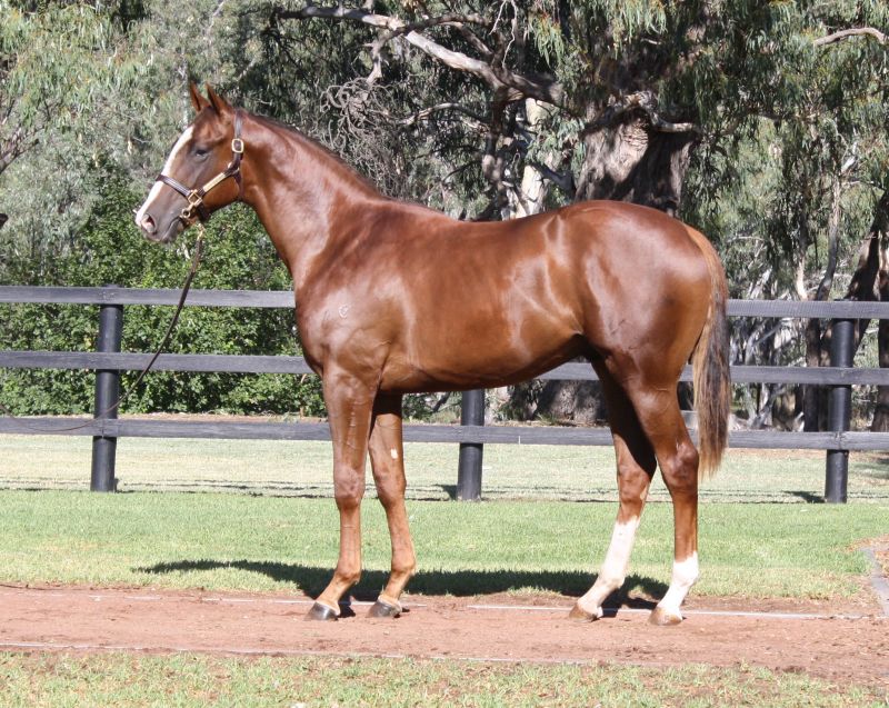 Gold Standard Thoroughbred Horse Profile - Next Race, Form, Stats, News ...