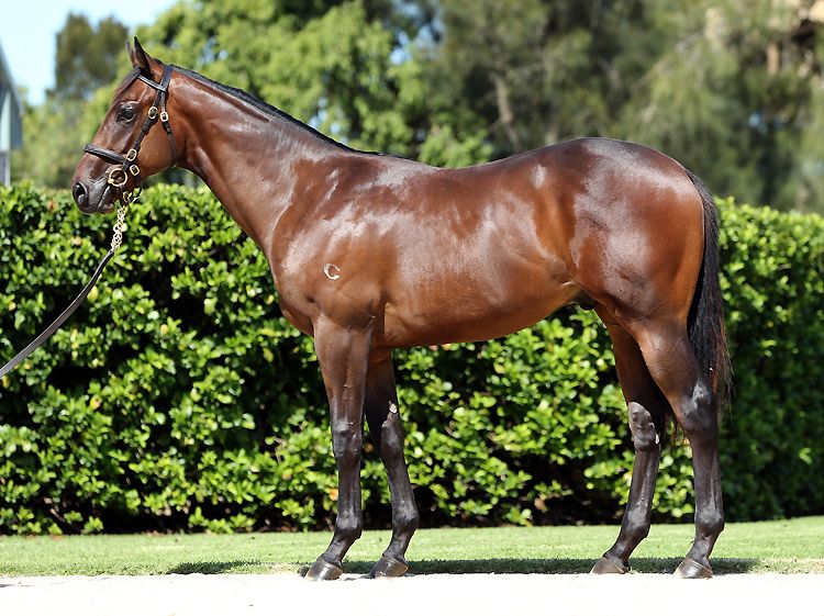 Peppino Thoroughbred Horse Profile - Next Race, Form, Stats, News ...