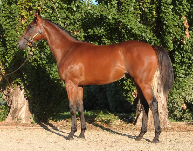 Kasi Farasi Thoroughbred Horse Profile - Next Race, Form, Stats, News ...