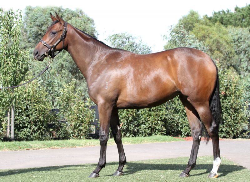 Hard 'N' Tough Thoroughbred Horse Profile - Next Race, Form, Stats, News, Breeding | Racing and ...