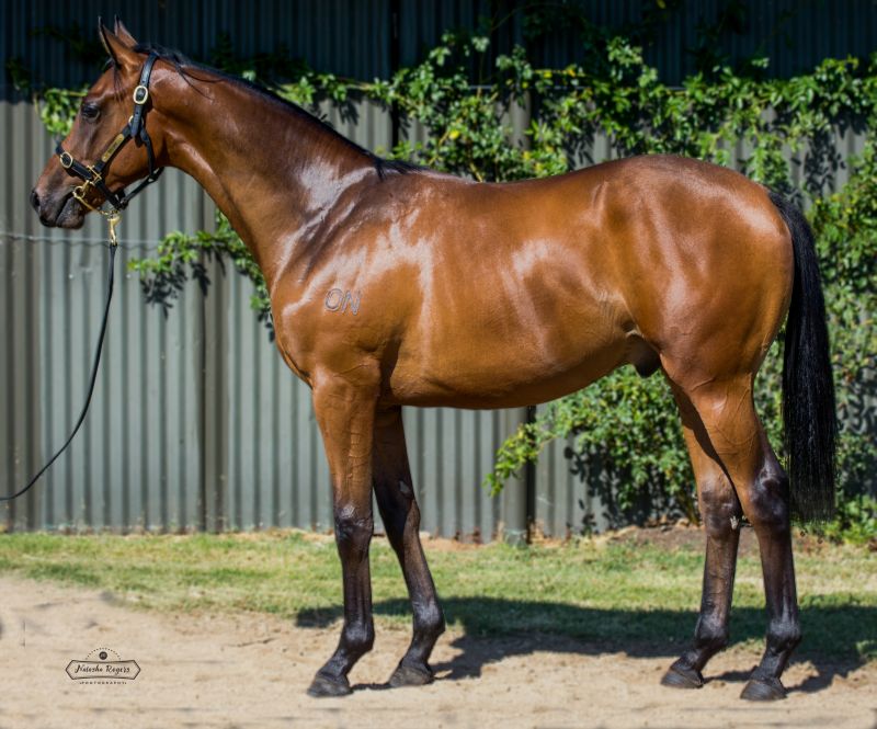 Zoffany's Lad Thoroughbred Horse Profile - Next Race, Form, Stats, News ...
