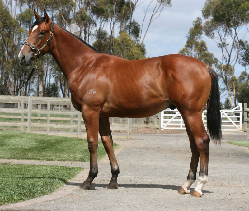 Uncle Larry Thoroughbred Horse Profile - Next Race, Form, Stats, News ...