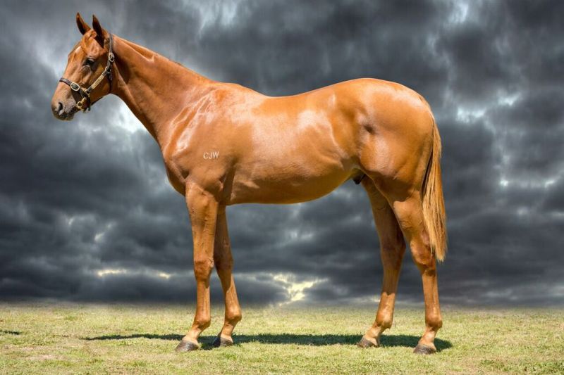 Mahamedeis Thoroughbred Horse Profile - Next Race, Form, Stats, News ...