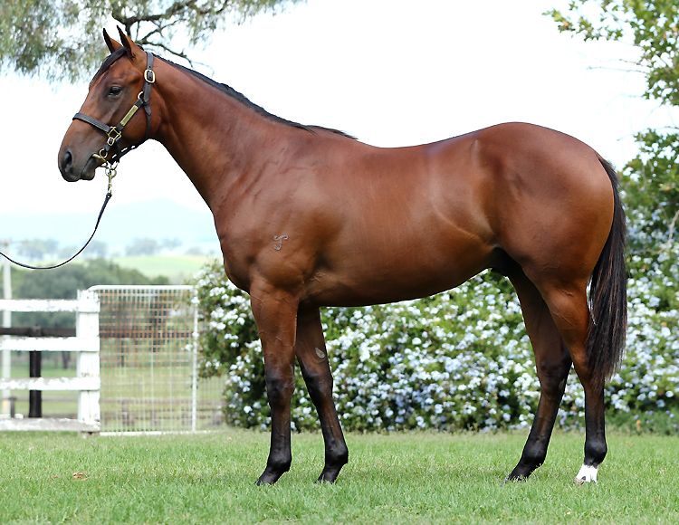 Salvador Thoroughbred Horse Profile - Next Race, Form, Stats, News ...