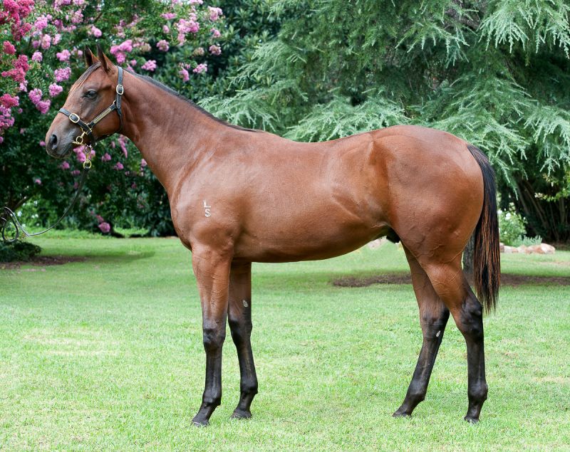 Paint This City Thoroughbred Horse Profile - Next Race, Form, Stats ...