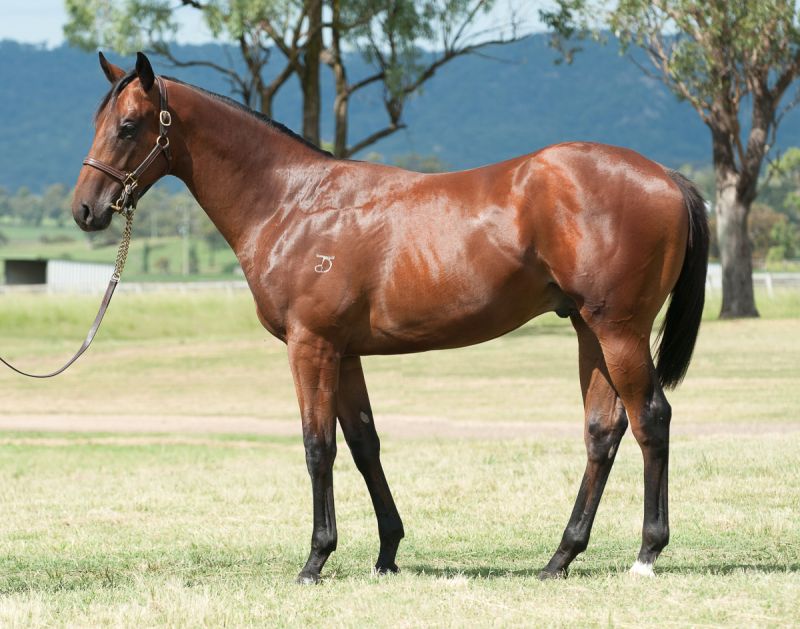 Al Mah Haha Thoroughbred Horse Profile - Next Race, Form, Stats, News ...