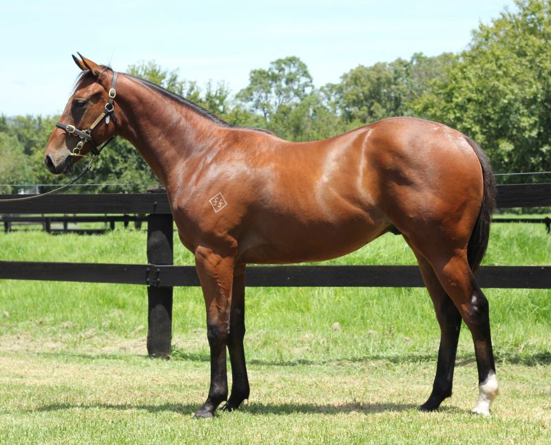 Ultimate Magic Thoroughbred Horse Profile - Next Race, Form, Stats ...