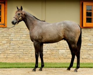 Silver Fig Thoroughbred Horse Profile - Next Race, Form, Stats, News ...