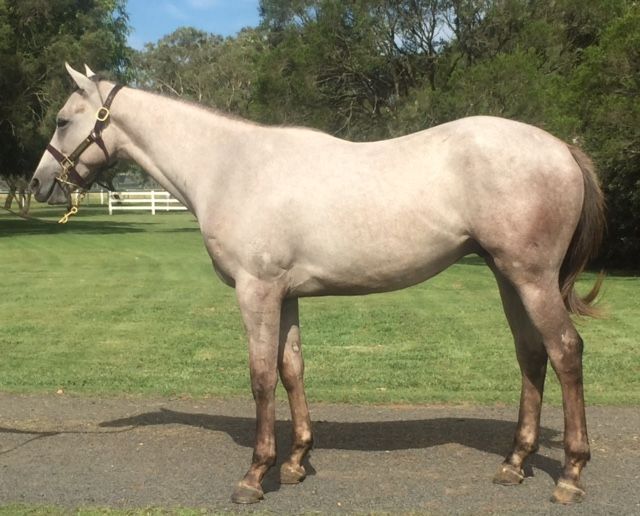 Platinum Spirit Thoroughbred Horse Profile - Next Race, Form, Stats ...