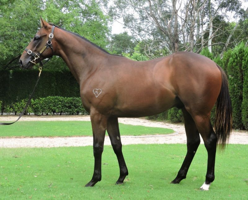 Perfect Glory Thoroughbred Horse Profile - Next Race, Form, Stats, News ...