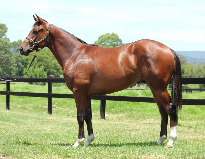 Flogga Thoroughbred Horse Profile - Next Race, Form, Stats, News ...